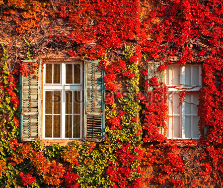 Autumn Inspiration for Transforming your Window Treatments